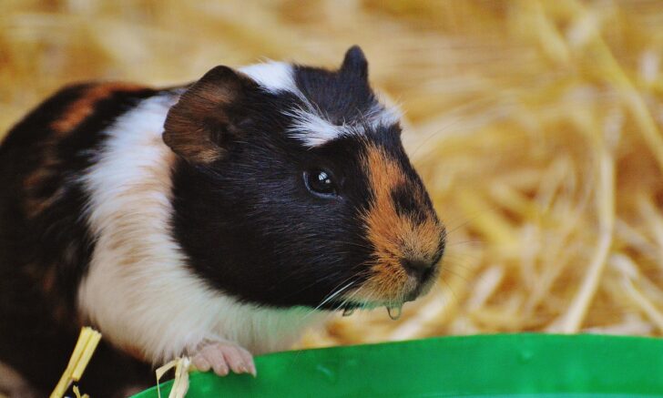 10 Best Guinea Pig Litter Boxes Reviewed (Updated 2025)