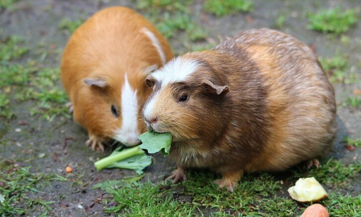 What To Do If Your Guinea Pig Is Scared Of You?