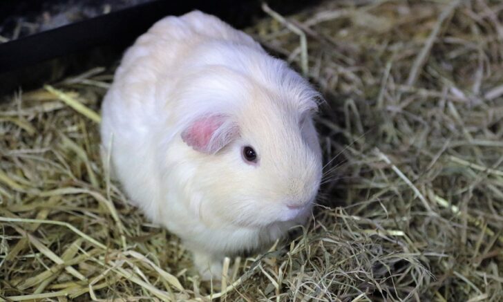 Albino Guinea Pigs: 10 Surprising Facts About White Cavies