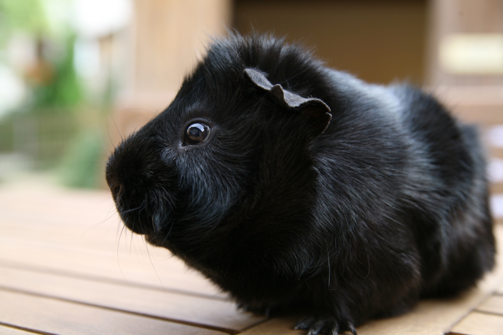 Black Guinea Pigs (Breeding Facts, Traits & FAQs)