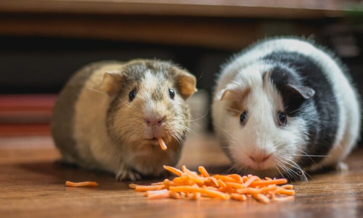 Chincilla Vs. Guinea Pig: What Exactly Is The Difference?