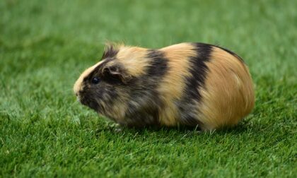 Do Guinea Pigs Get Cold? (And How To Keep Them Warm)