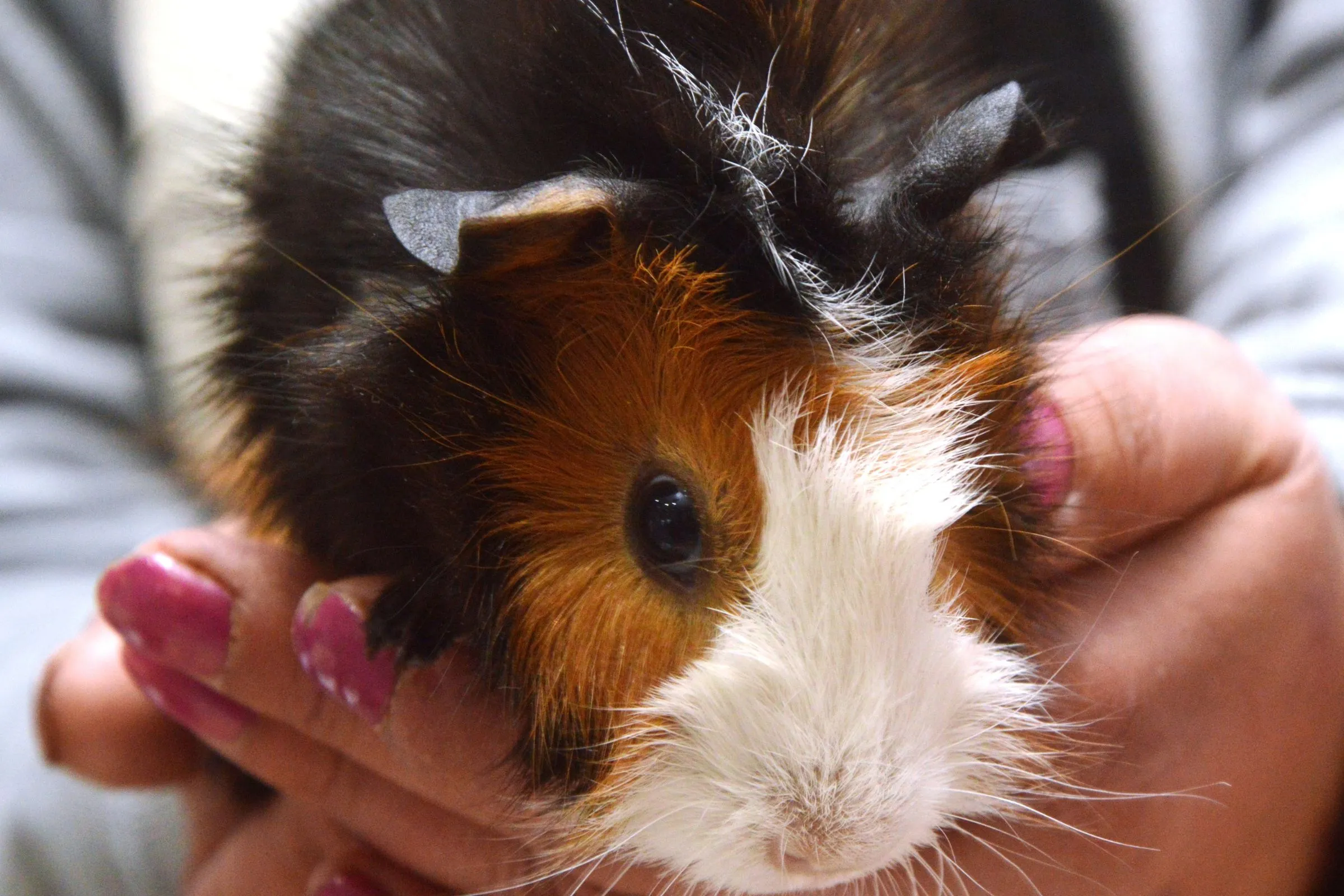 Head Tilt in Guinea Pigs (Causes, Treatment & What it Means)